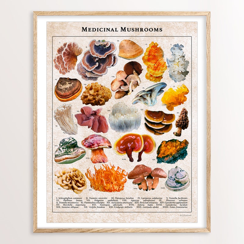 Mushroom Poster - Etsy