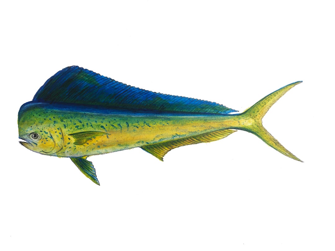 Mahi Mahi Dolphin Fish Acrylic Art 18 X 12 Original Art - Etsy Canada