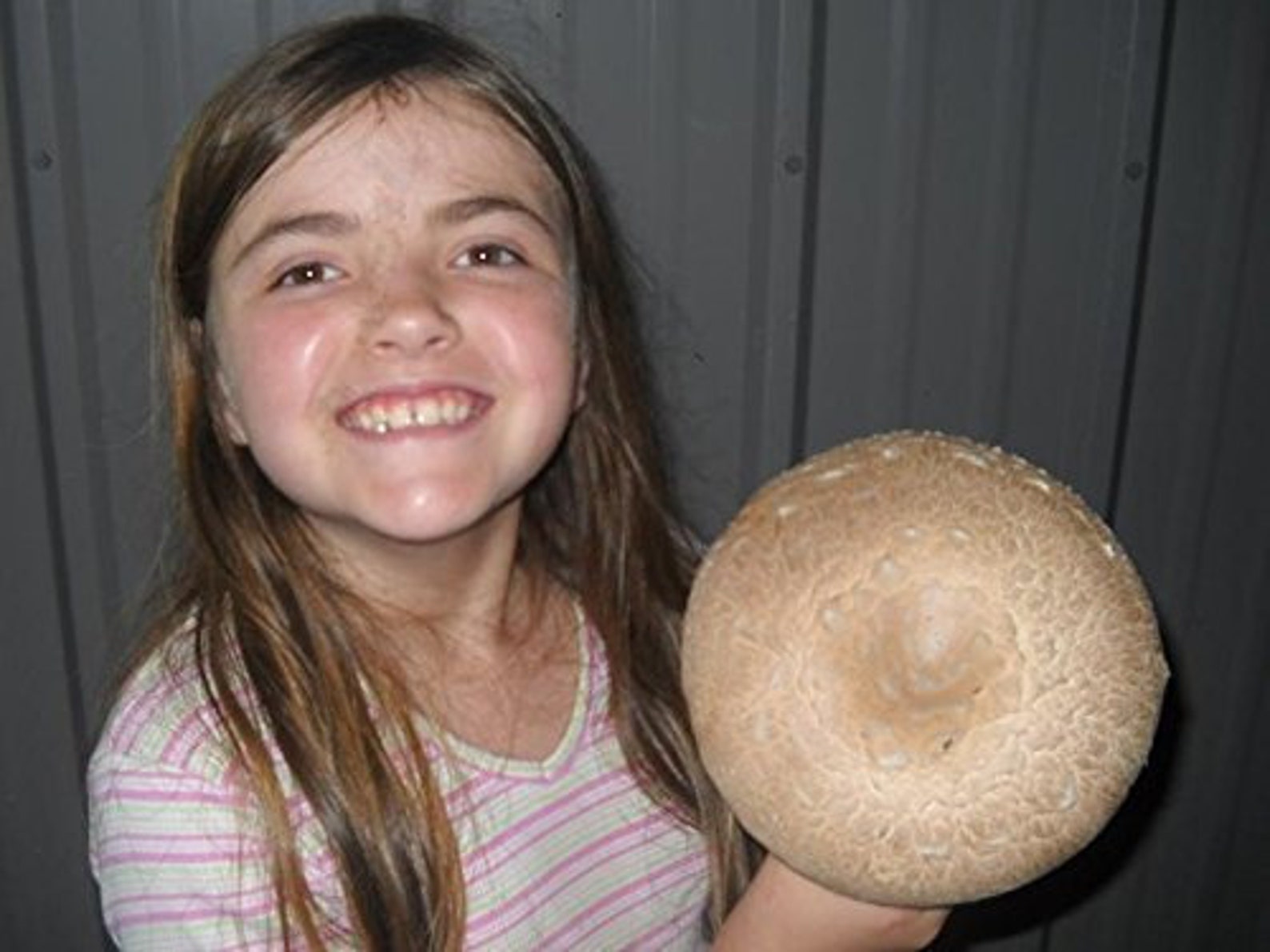 Crimini ~ Portabella ~ Baby Bella Mushroom Growing Kit - Easy to Grow ...