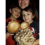 Crimini ~ Portabella ~ Baby Bella Mushroom Growing Kit - Easy to Grow ...