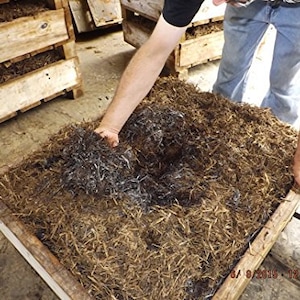 Crimini ~ Portabella ~ Baby Bella Mushroom Growing Kit - Easy to Grow ...