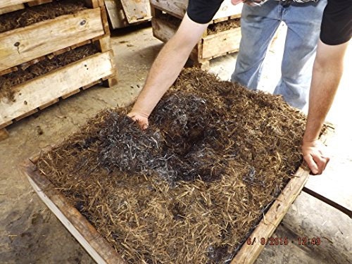 Crimini ~ Portabella ~ Baby Bella Mushroom Growing Kit - Easy to Grow ...