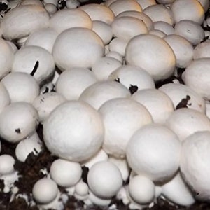 Two White Button Mushroom Growing Kits Makes It Easy to Grow - Etsy