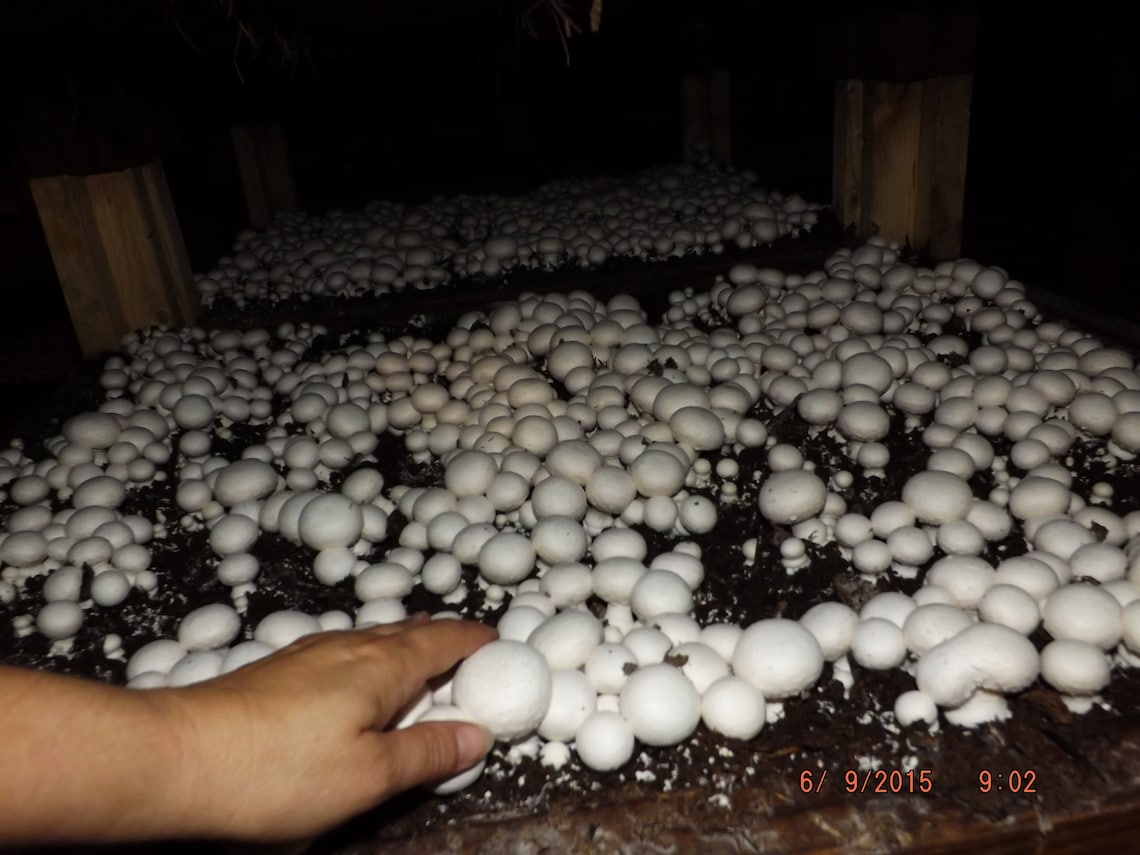 White Button Mushroom Growing Kit ~ Makes It Easy to Grow Your Fresh ...