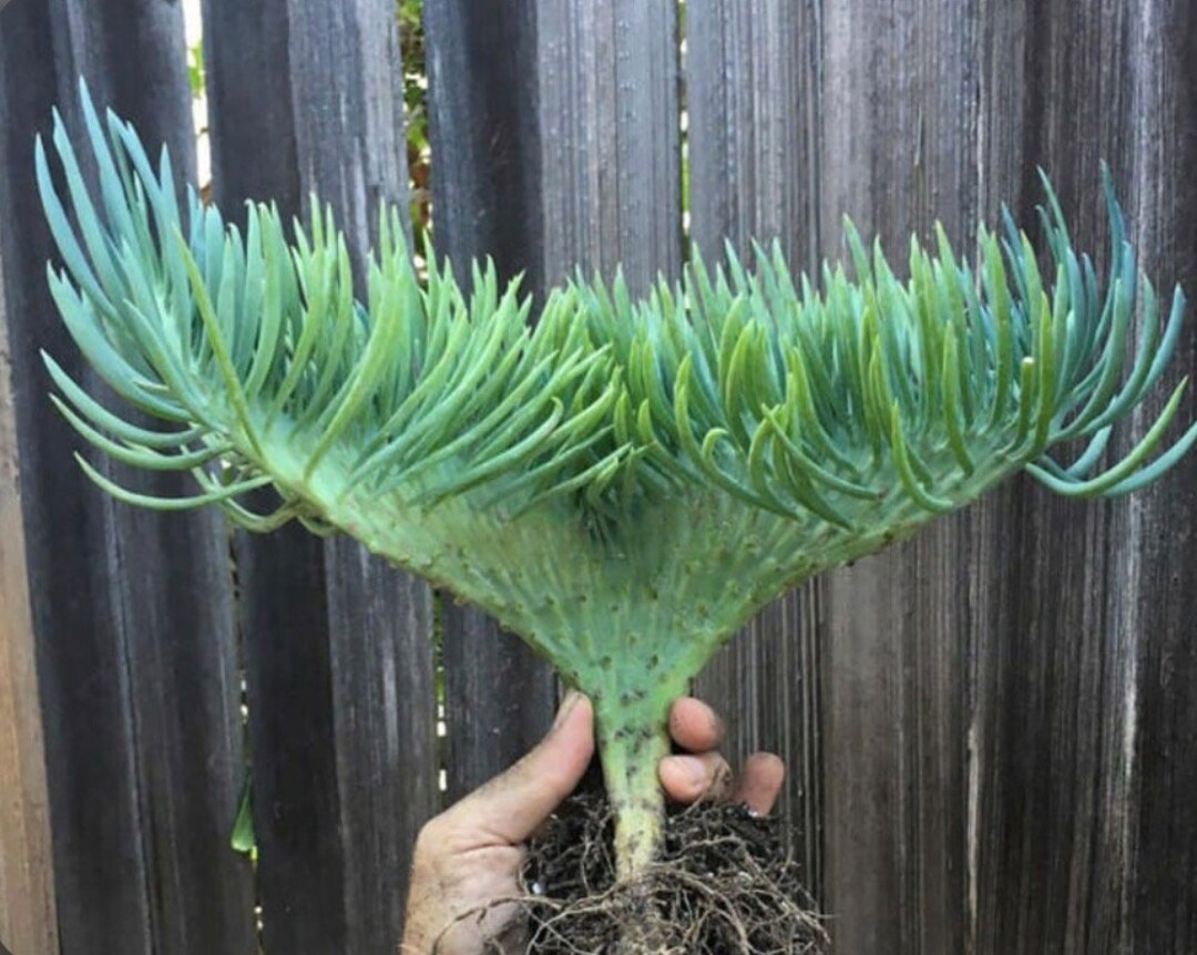 Senecio Americana Succulent, Mermaid Tail Plant, Fully Rooted Live ...