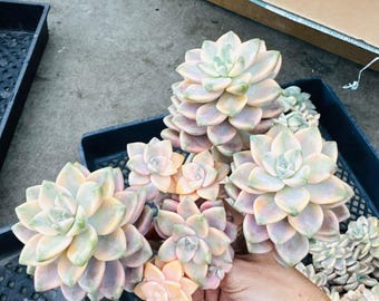 Graptoveria Titubans Variegated LARGE Cluster 9"x9" Succulent Plant - Etsy