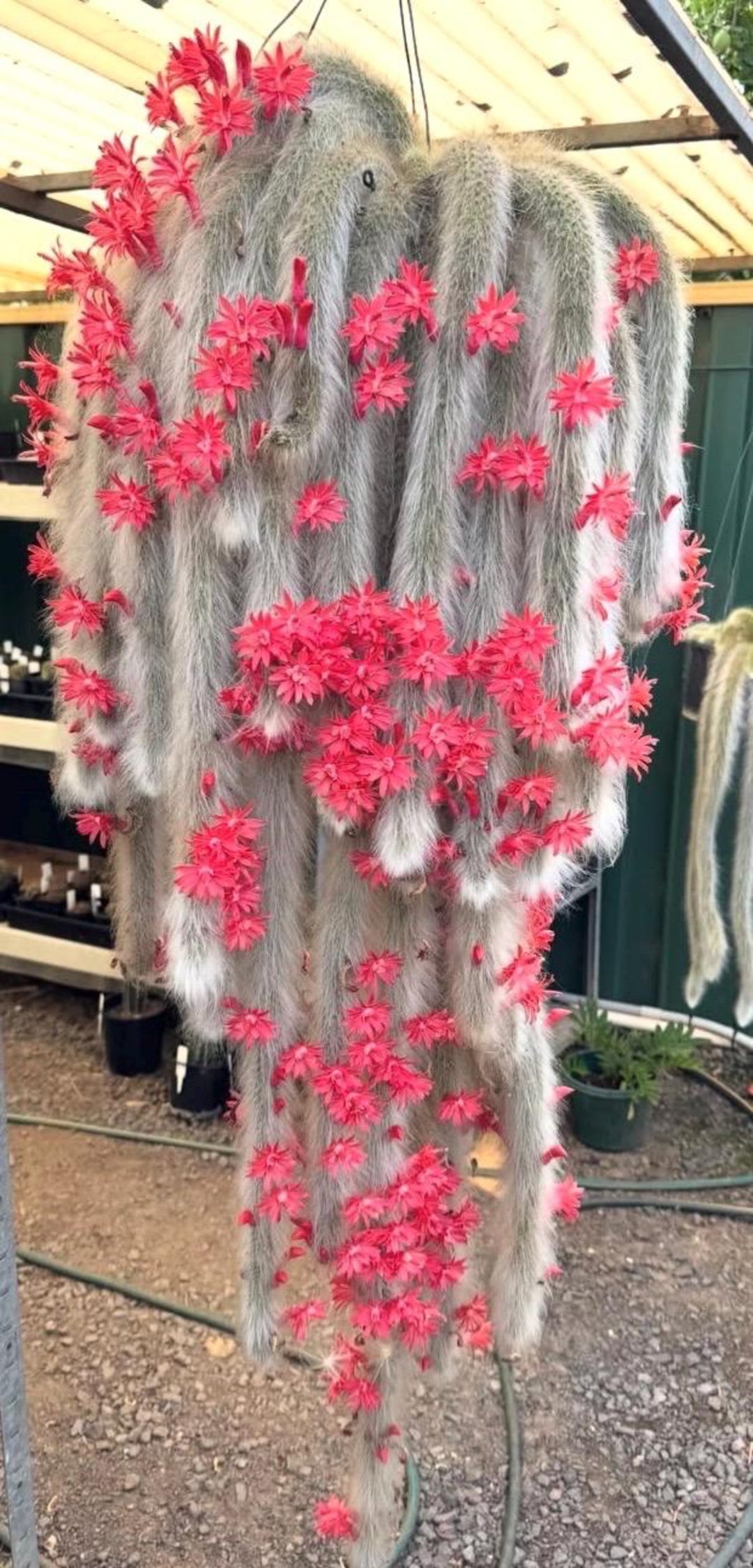 SUPER LONG Monkey Tail Cactus - Etsy