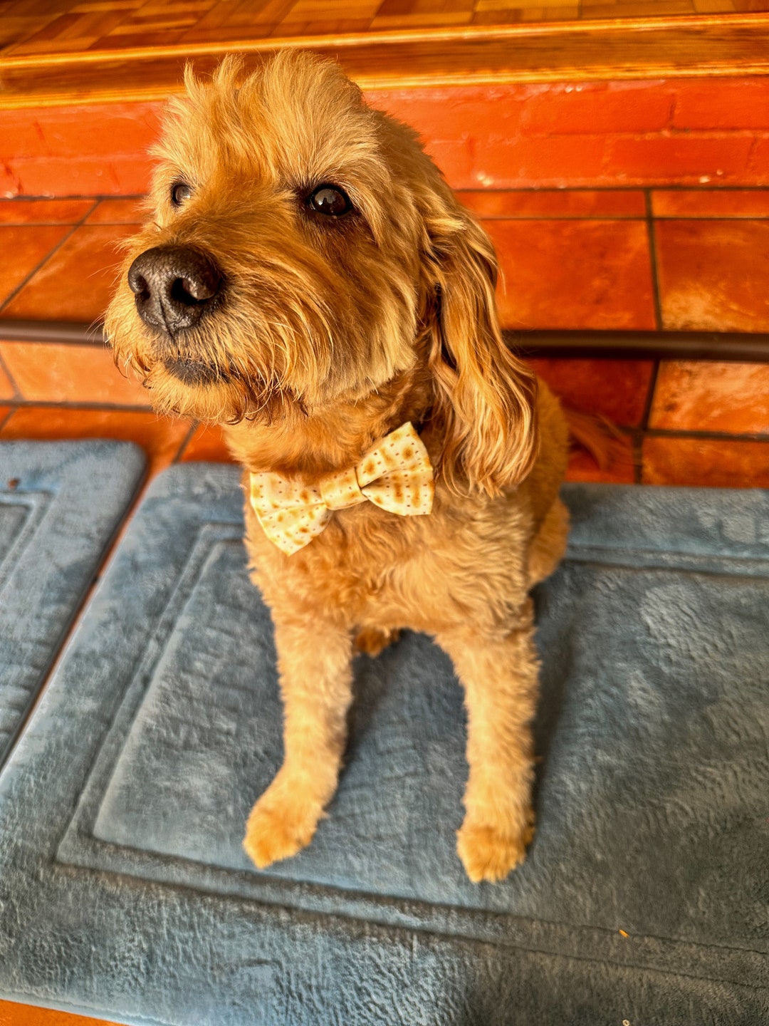 Passover Dog Bow Tie: Jewish Holiday Pet Collar Accessory - Etsy