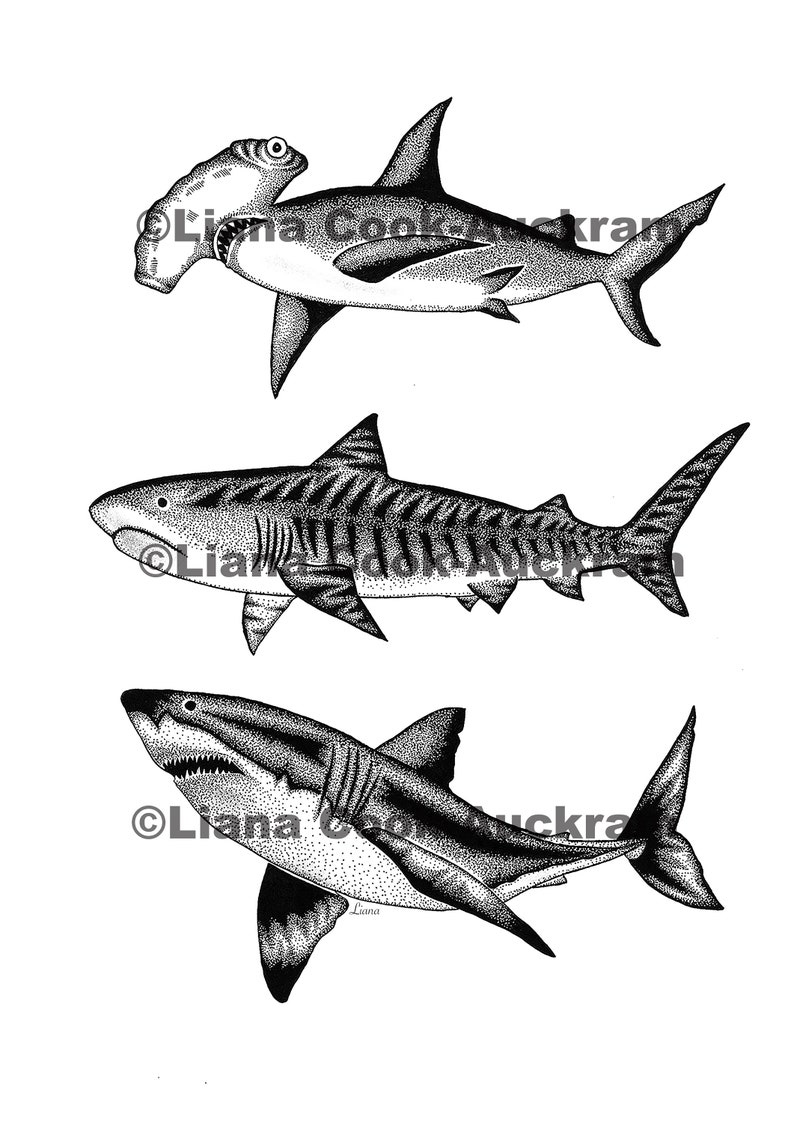 Shark Print Shark Prints Shark Art Print Shark Decor - Etsy Sweden