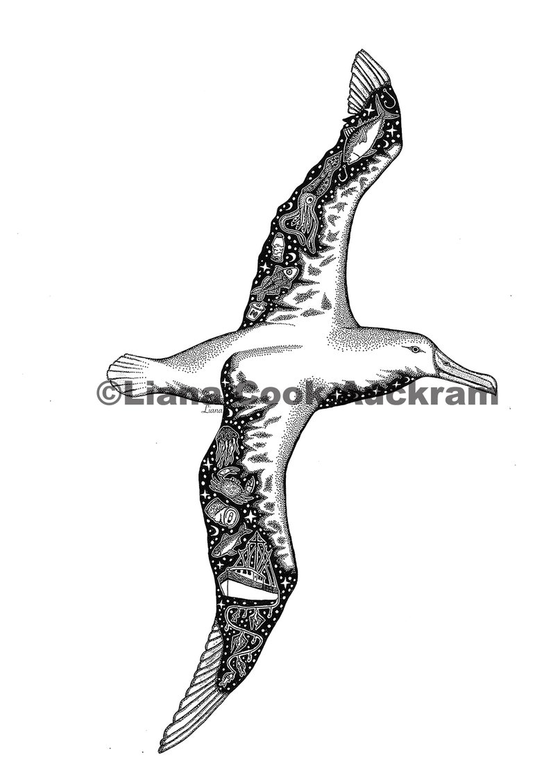 Royal Albatross Print Albatross Prints Albatross Art Print - Etsy