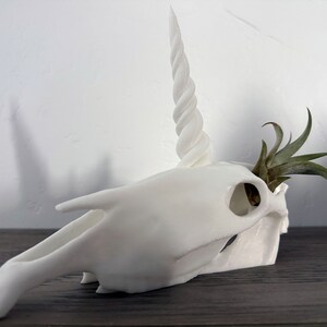 Unicorn Skull Goth Oddities and Curiosities Air Plant Display ...