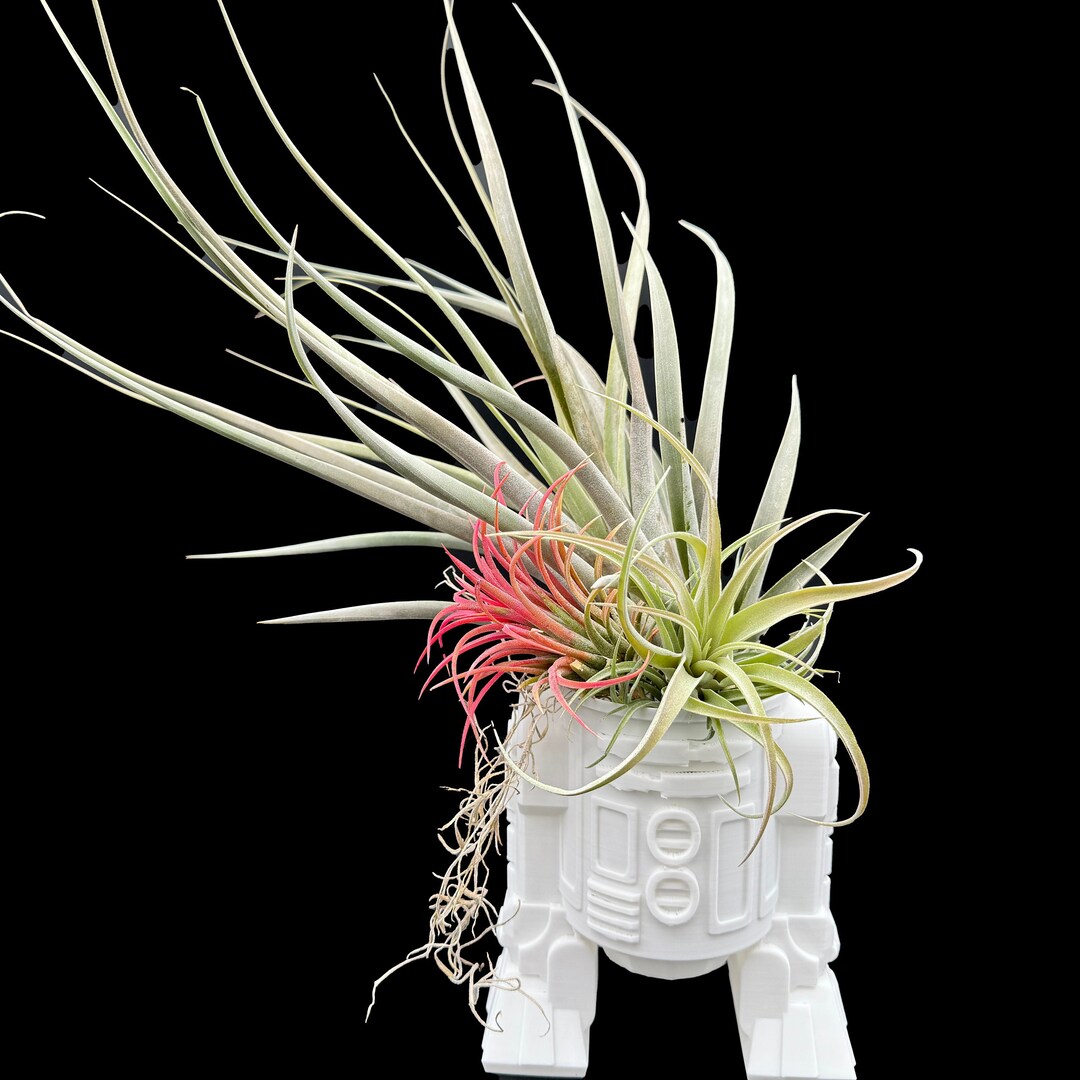 Large Galactic R2 Flower Arrangement of Air Plants for Sci-fi Fans ...