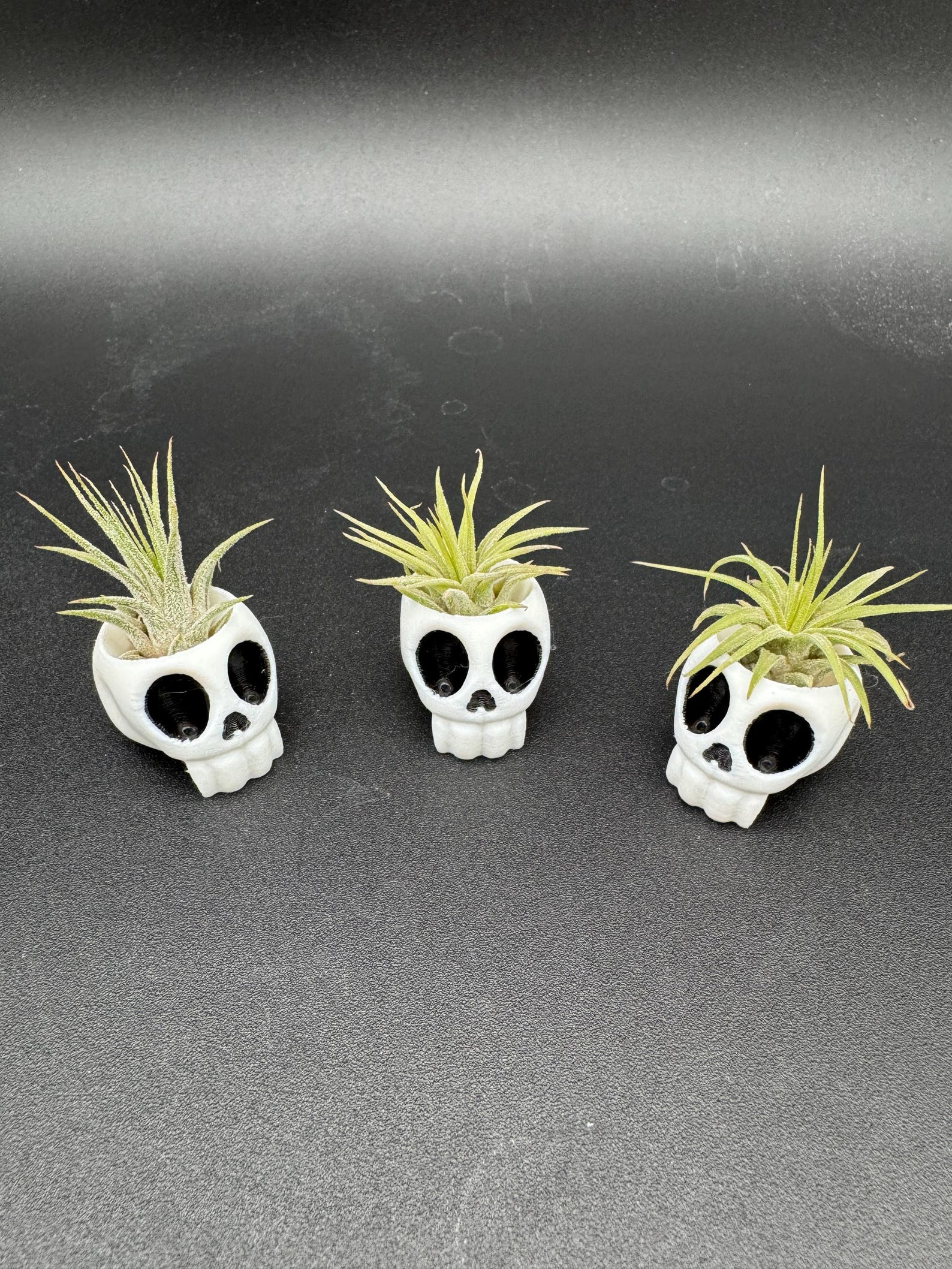 Mini Skull Planter With Air Plant: 3D Printed Gothic Home Decor - Etsy