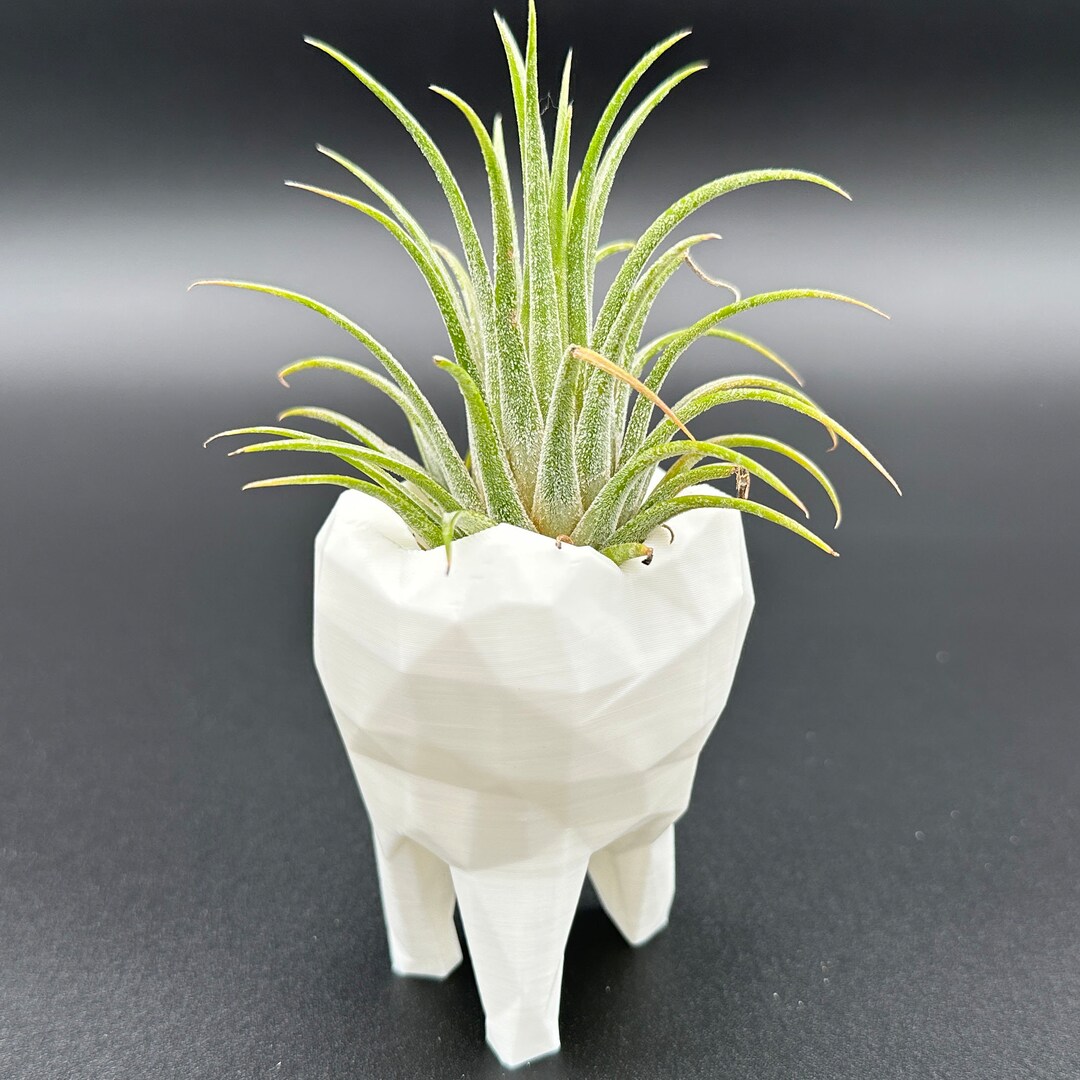 Dentist Tooth Mini Air Plant Display Hygiene Orthodontist Gift Dental ...