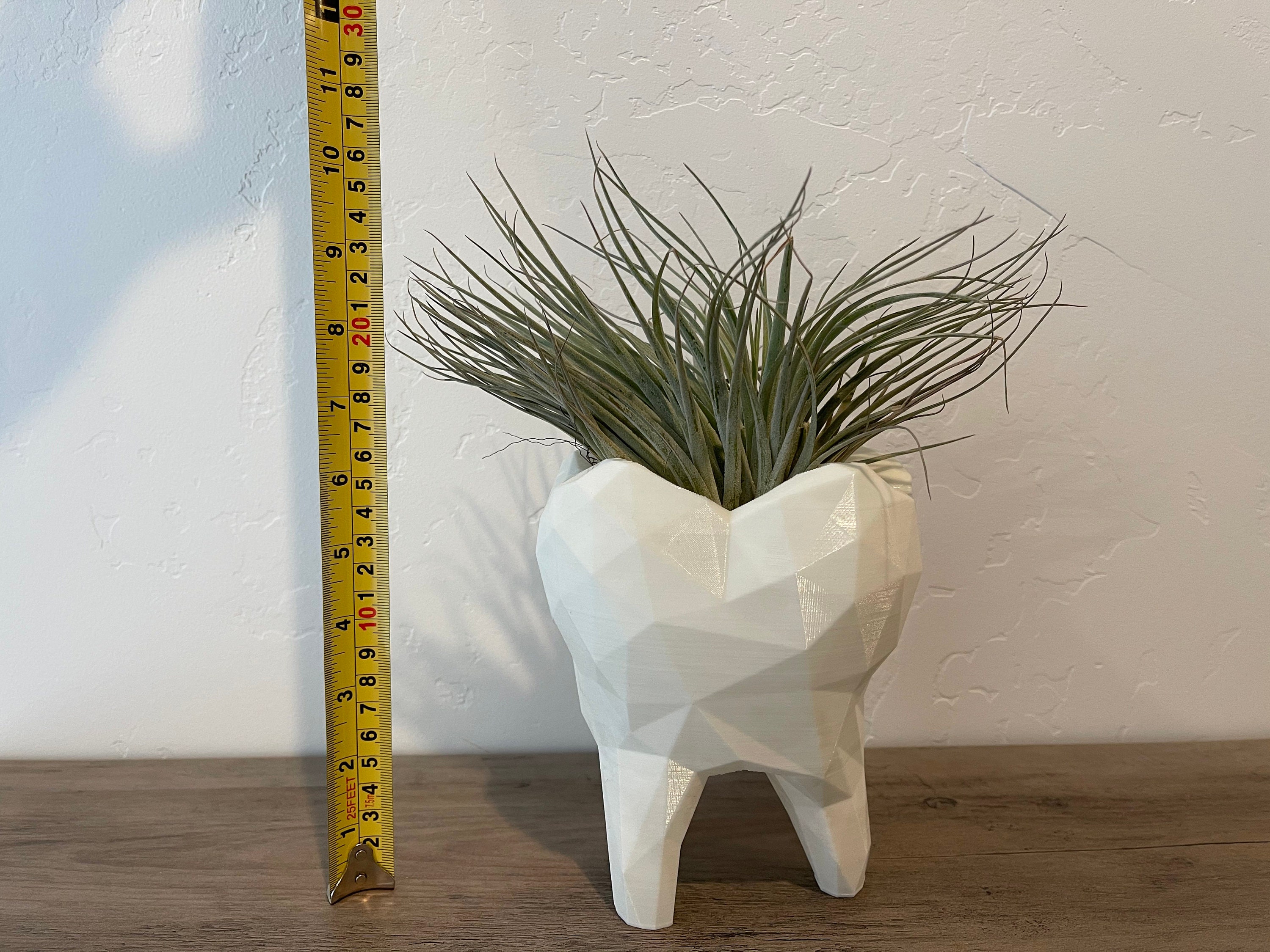 Tooth Air Plant Planter: XL Dentist Office Decor With Live Tillandsia ...