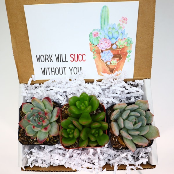 Work Will Succ Without You Planter - Etsy