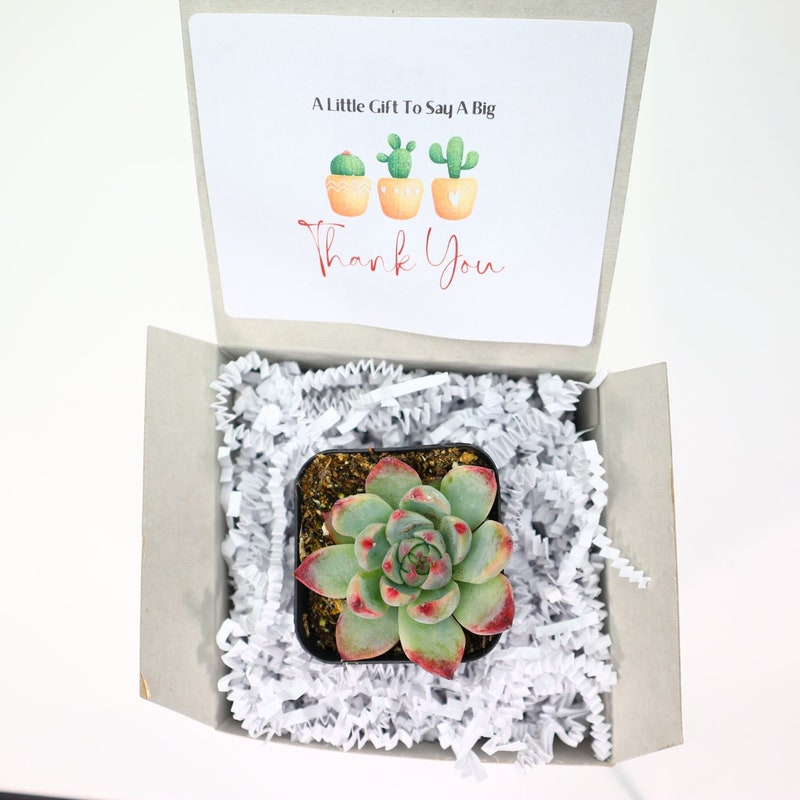 Succulent Gift Box - 60+ Gift Ideas for 2025