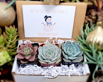 Thank You for Helping Me Grow Live Succulents Gifts Plant Lovers ...