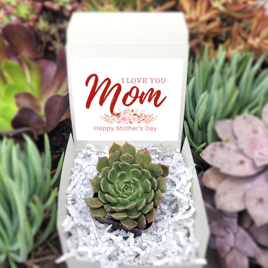 Happy Mother's Day - I Love You Mom - Gift for Mom Live Succulents ...