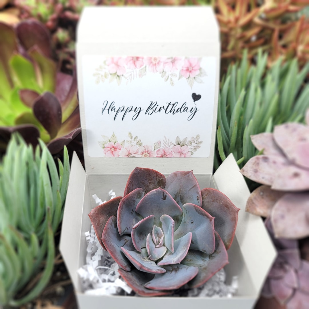 Happy Birthday Floral - Live Succulents Gifts for Coworkers Plant ...