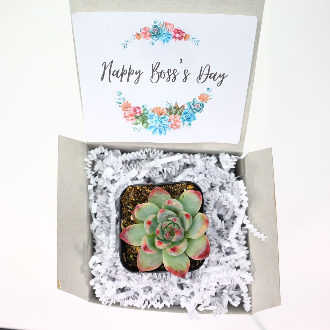 Happy Boss's Day | Live Succulents Gifts for Plant Lovers Succulent ...