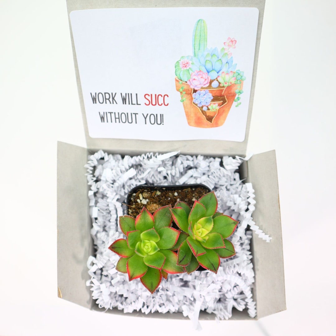 Work Will Succ Without You | Live Succulents Gifts for Plant Lovers ...