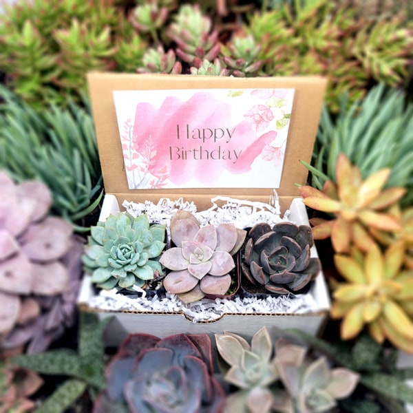 Succulent Birthday Party - Etsy