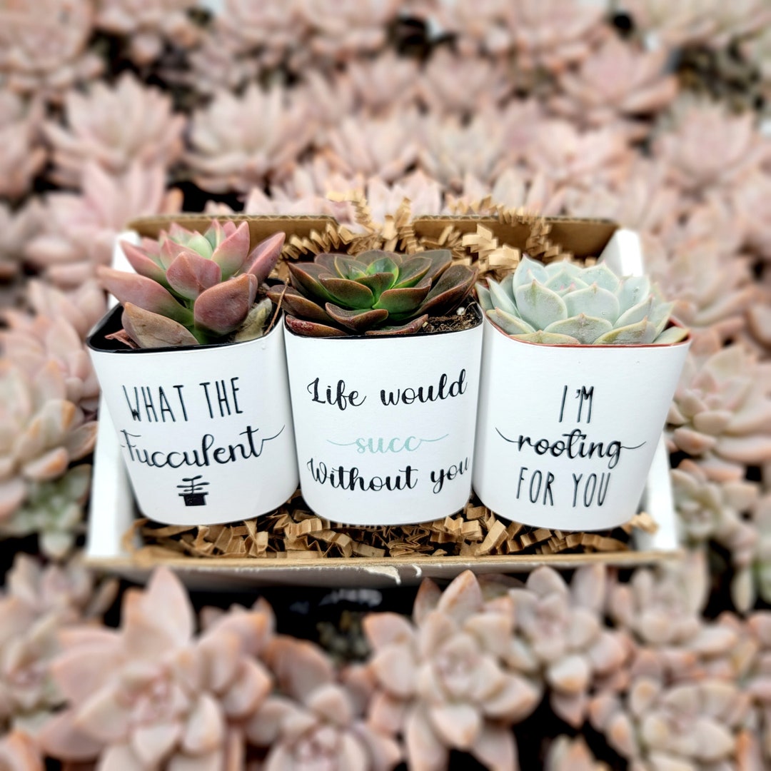 Life Would Succ Without You, - 2" 3pk Funny Succulents Gift Box | Gag ...