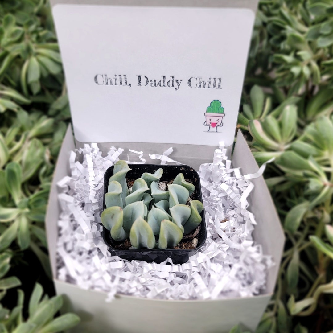 Chill, Daddy Chill - Gifts for Coworkers Live Succulents Plant Lovers ...