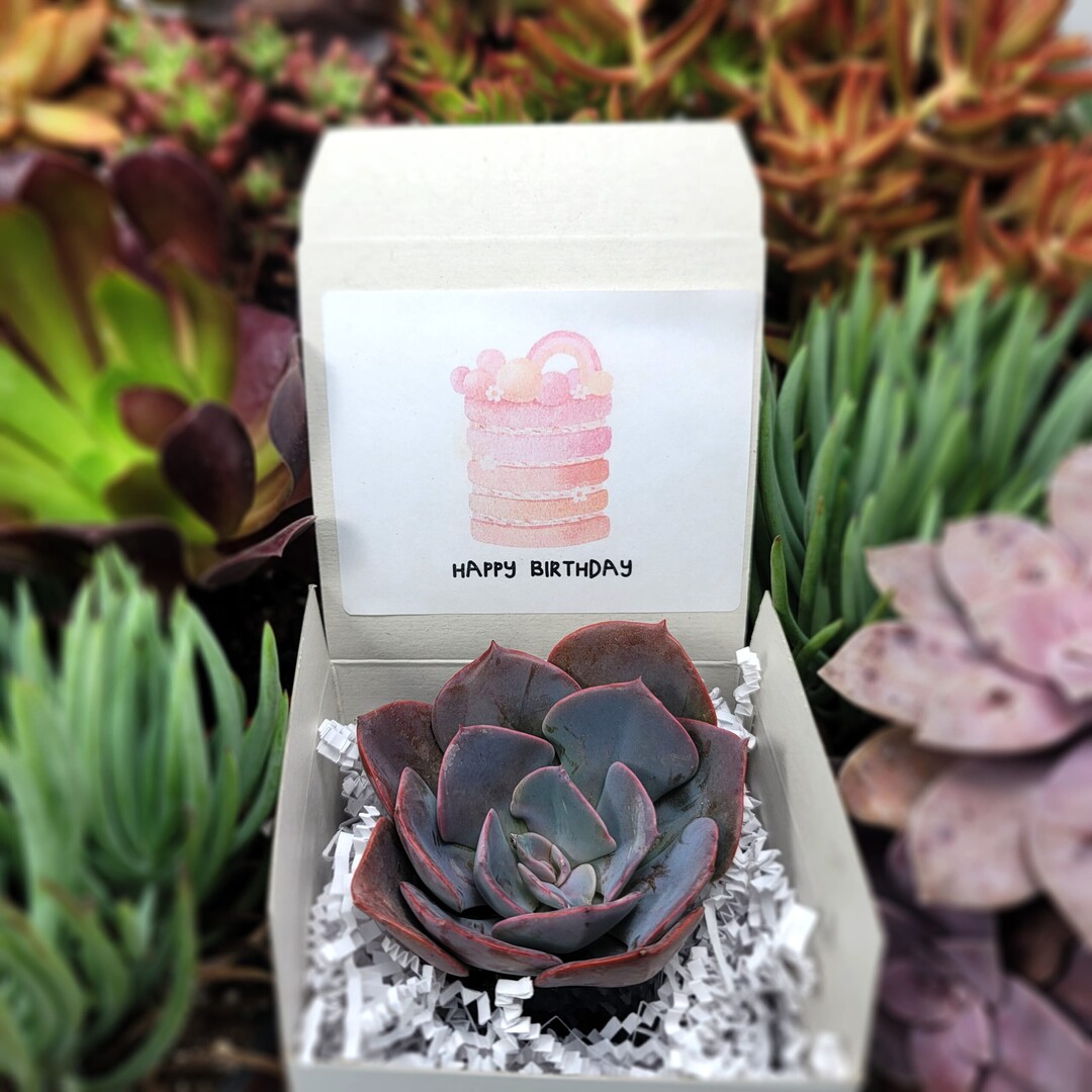 Happy Birthday Cake - Live Succulents Gifts for Coworkers Plant Lovers ...