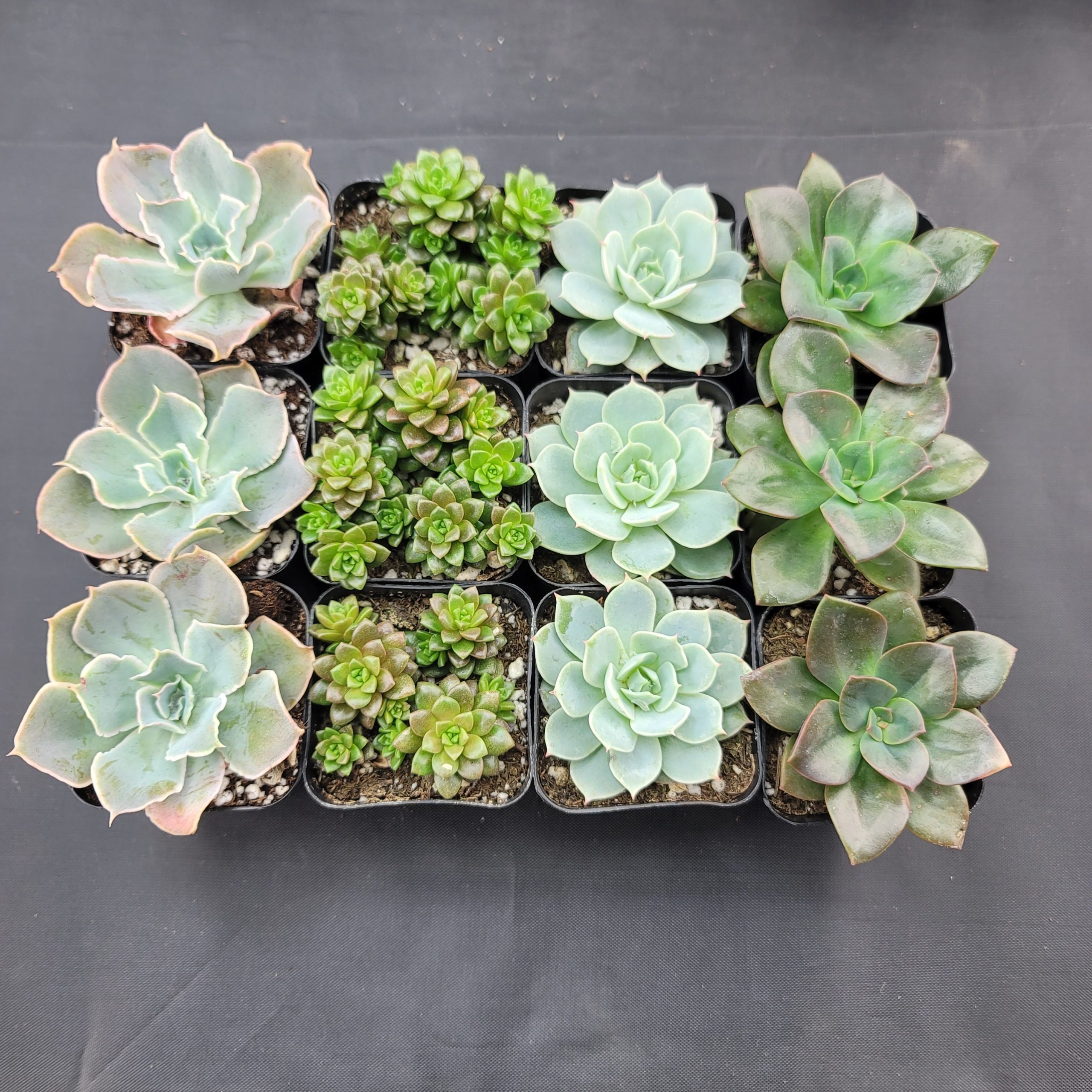 2 12 Pack Assorted Succulent Collection For | Etsy