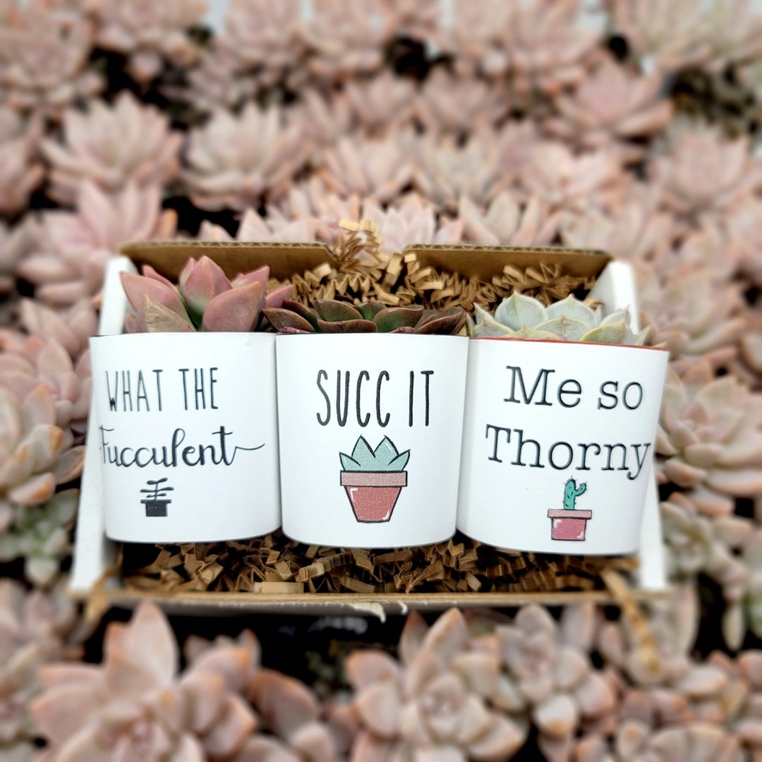 Me so Thorny - 2" 3pk Funny Succulents Gift Box | Gag Succulent ...