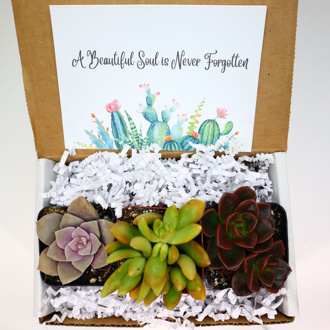 A Beautiful Soul is Never Forgotten | Live Succulents Gifts for Plant ...