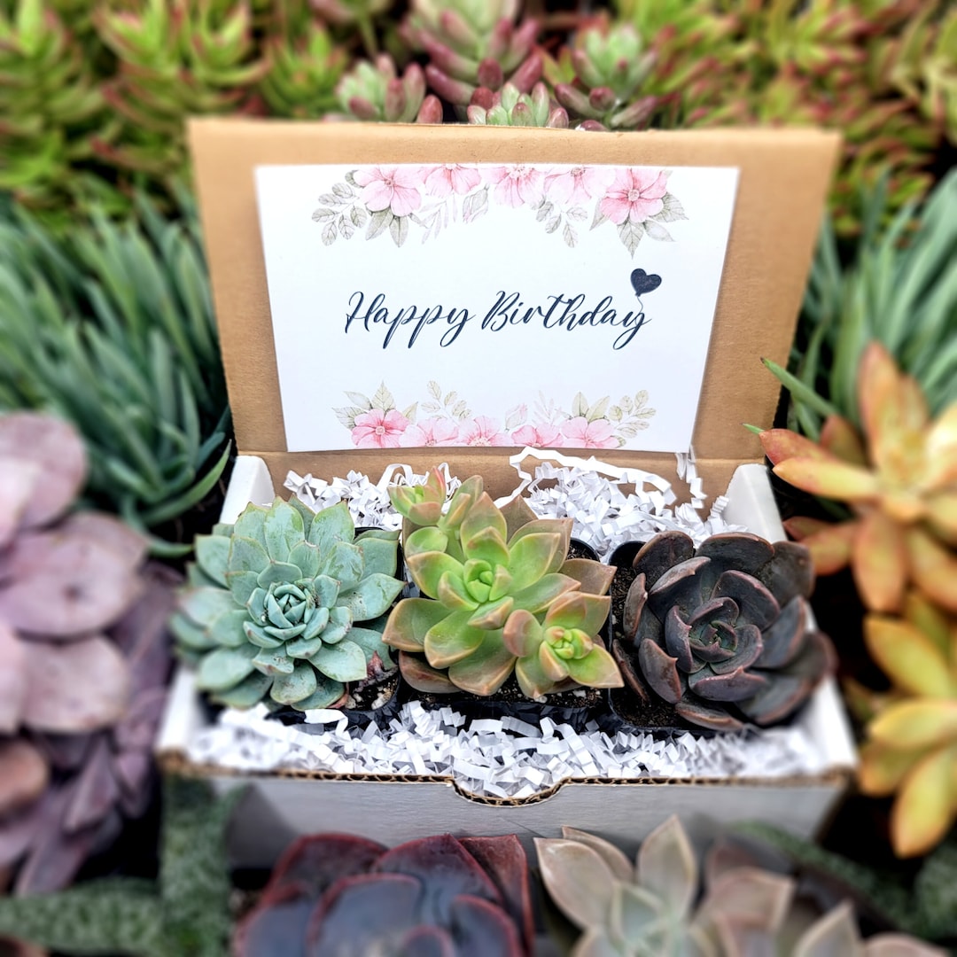 Happy Birthday Floral Heart Live Succulents - Gifts for Plant Lovers ...