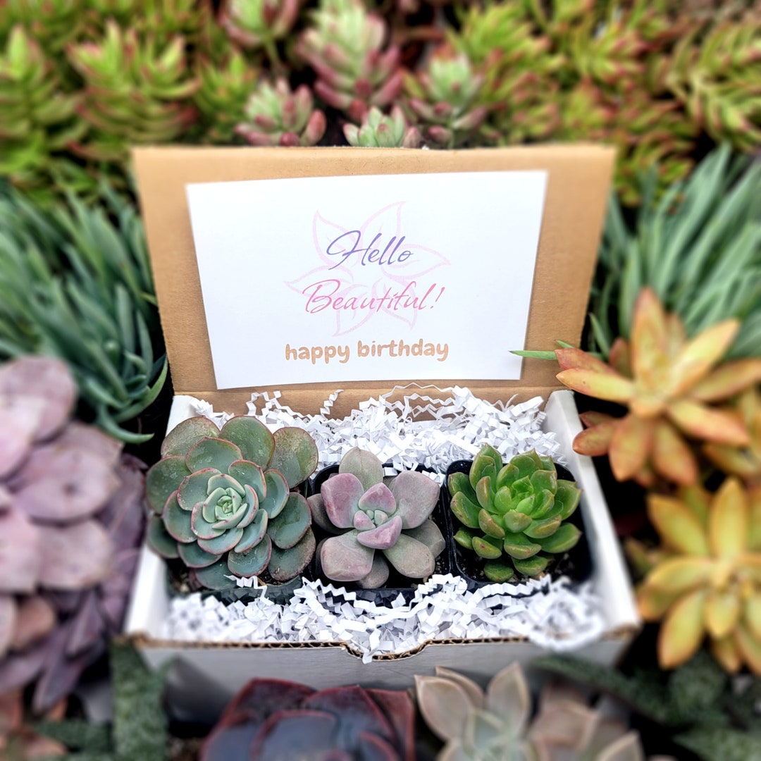 Hello Beautiful Happy Birthday Live Succulents - Gifts for Plant Lovers ...