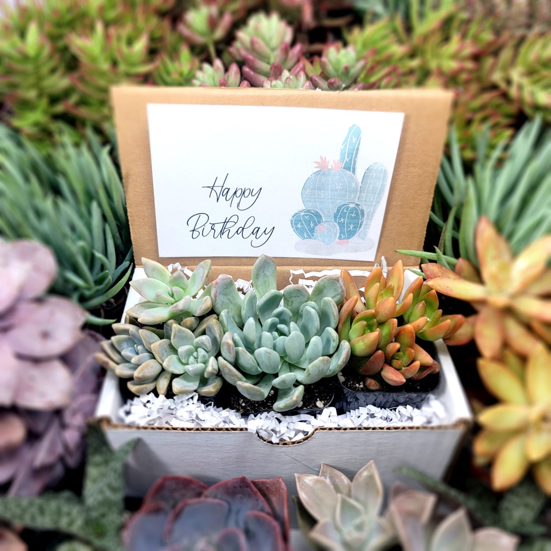 Happy Birthday Cacti Live Succulents - Gifts for Plant Lovers Succulent ...