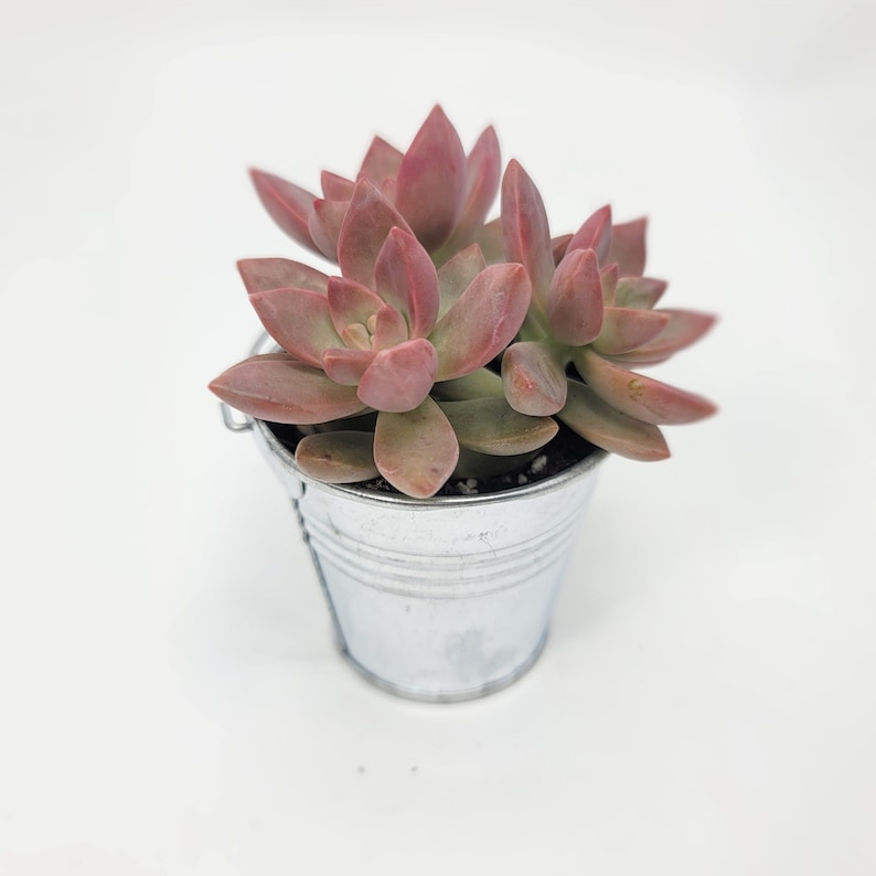 Work Would Succ Without You Gifts for Coworkers Live - Etsy