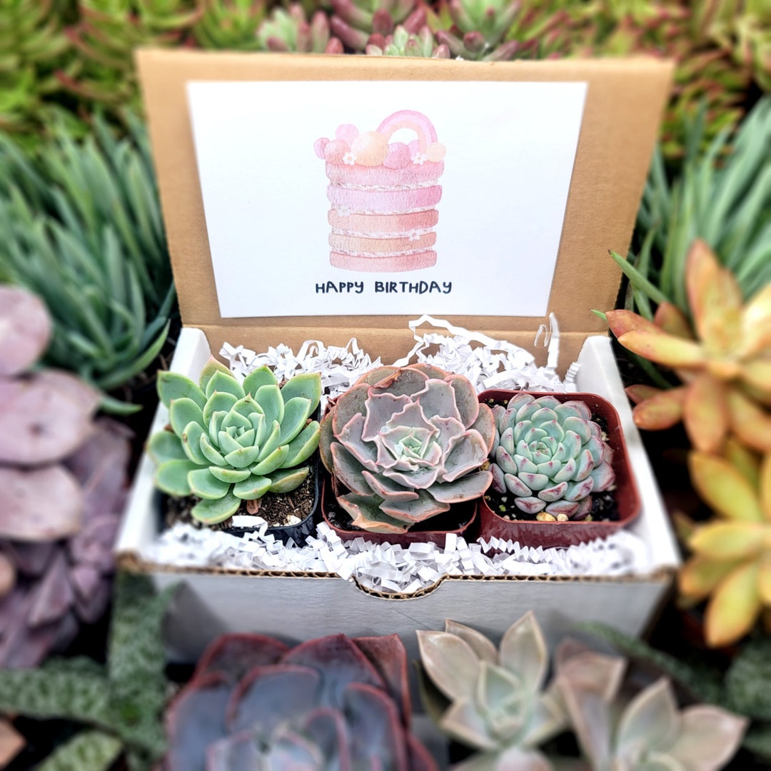 Happy Birthday Cake Live Succulents - Gifts for Plant Lovers Succulent ...