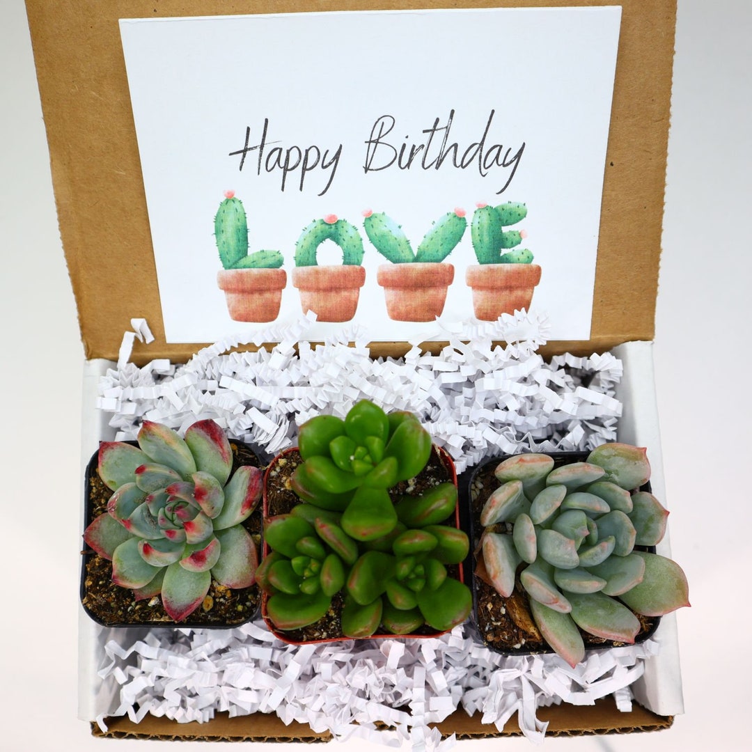 Happy Birthday | Live Succulents Gifts for Plant Lovers Succulent ...
