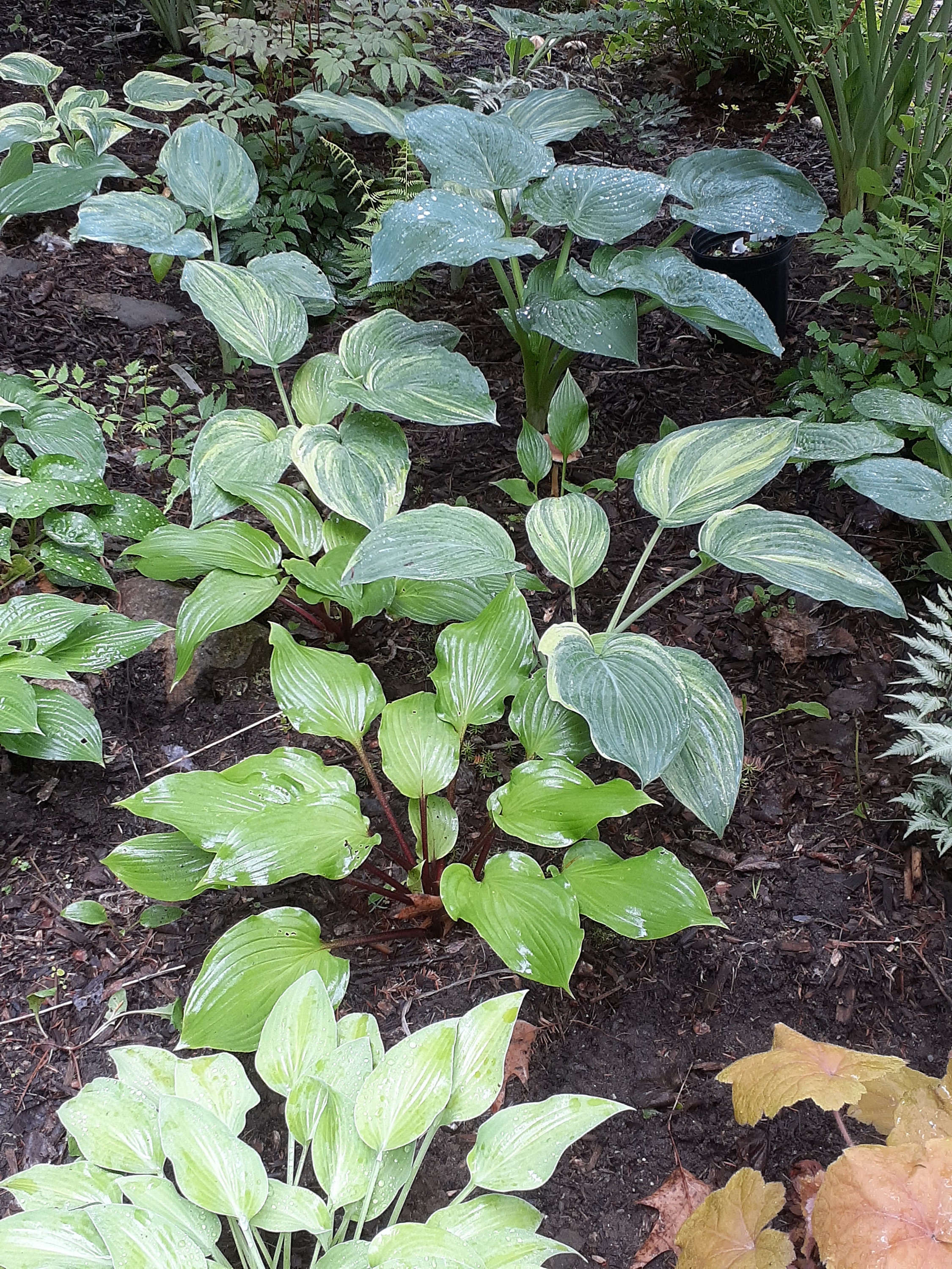 50 Hosta Seeds Mix - Etsy