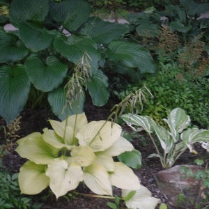 50 Hosta Seeds Mix - Etsy