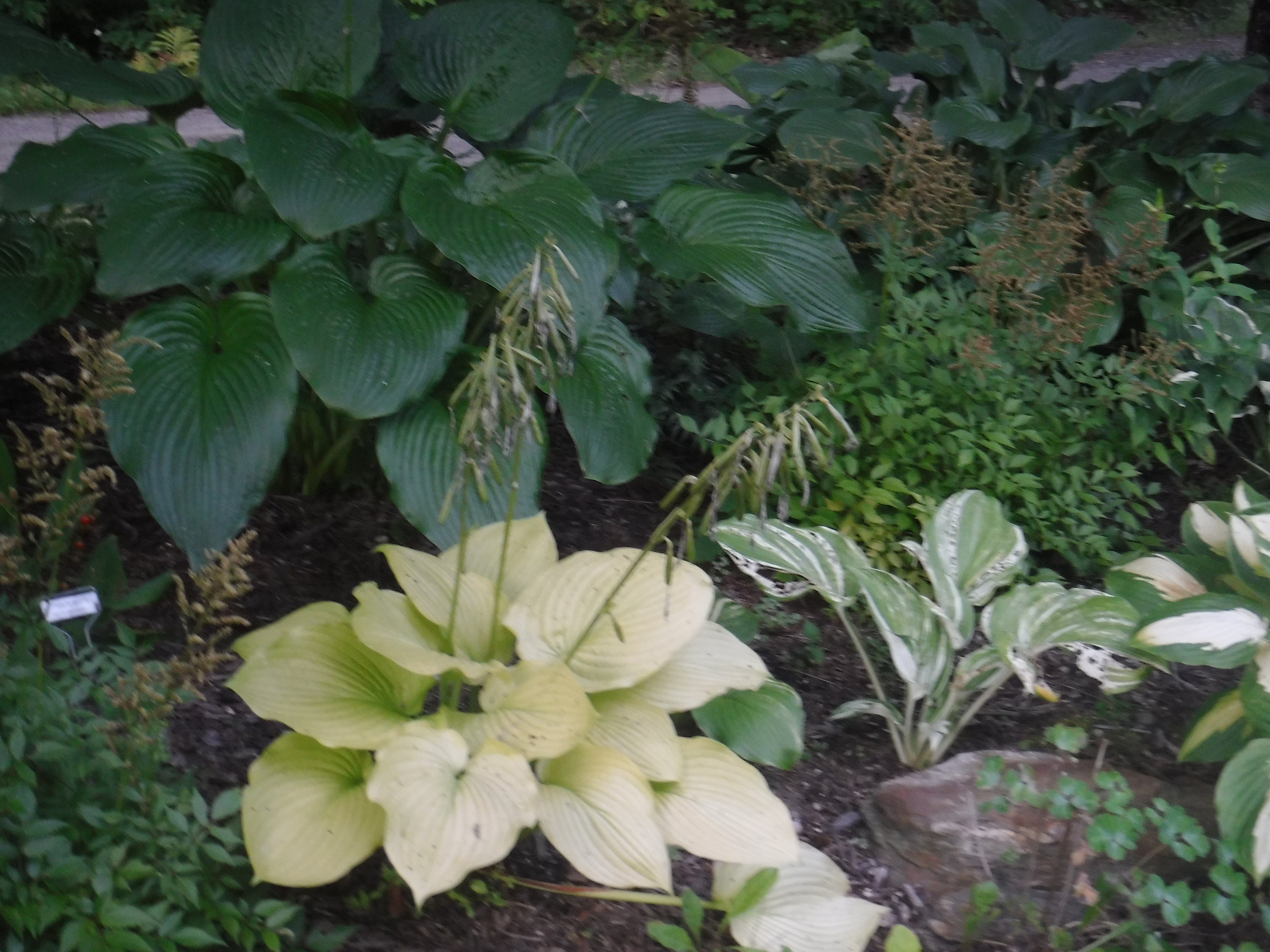 50 Hosta Seeds Mix - Etsy