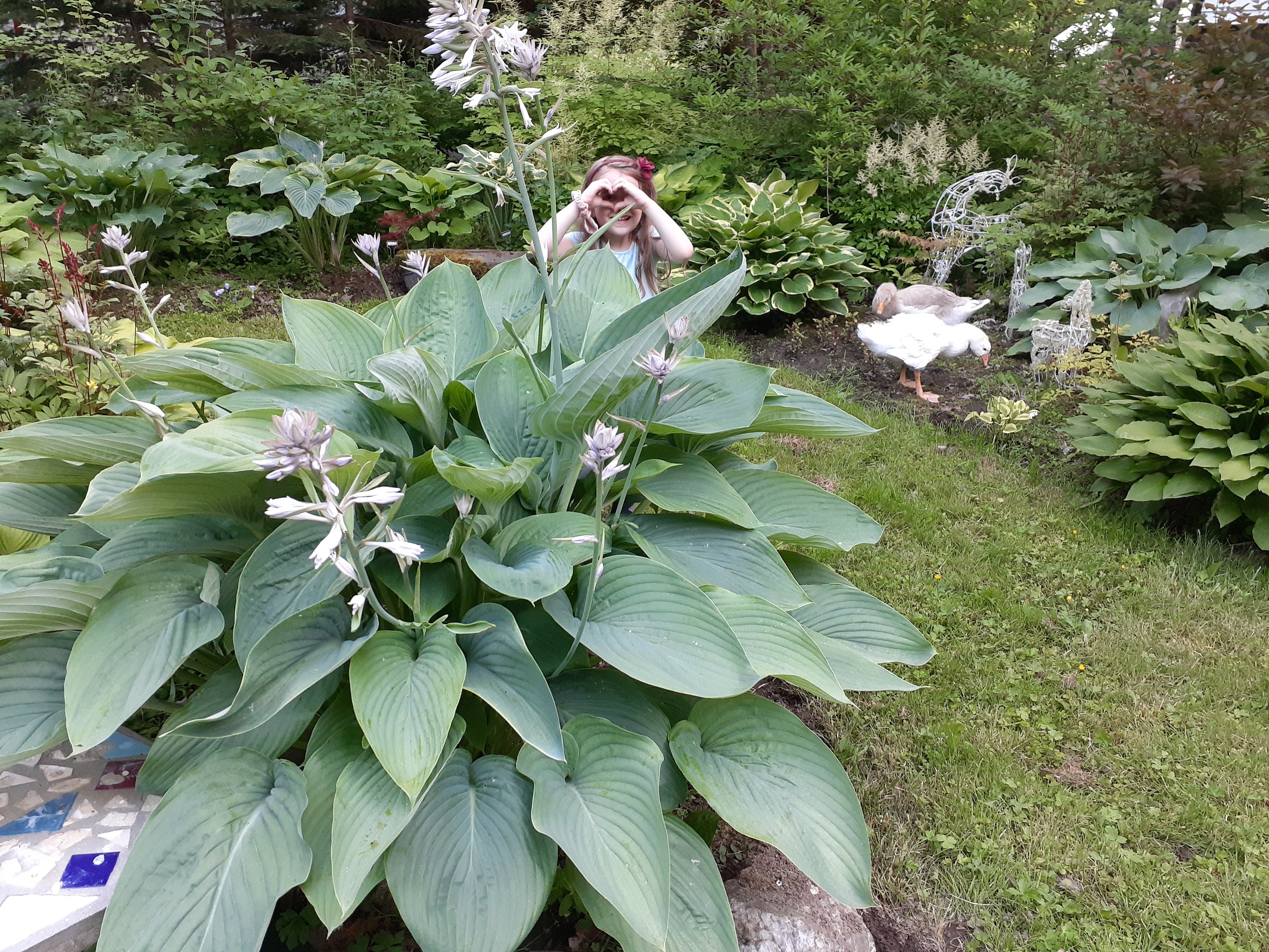 50 Hosta Seeds Mix - Etsy