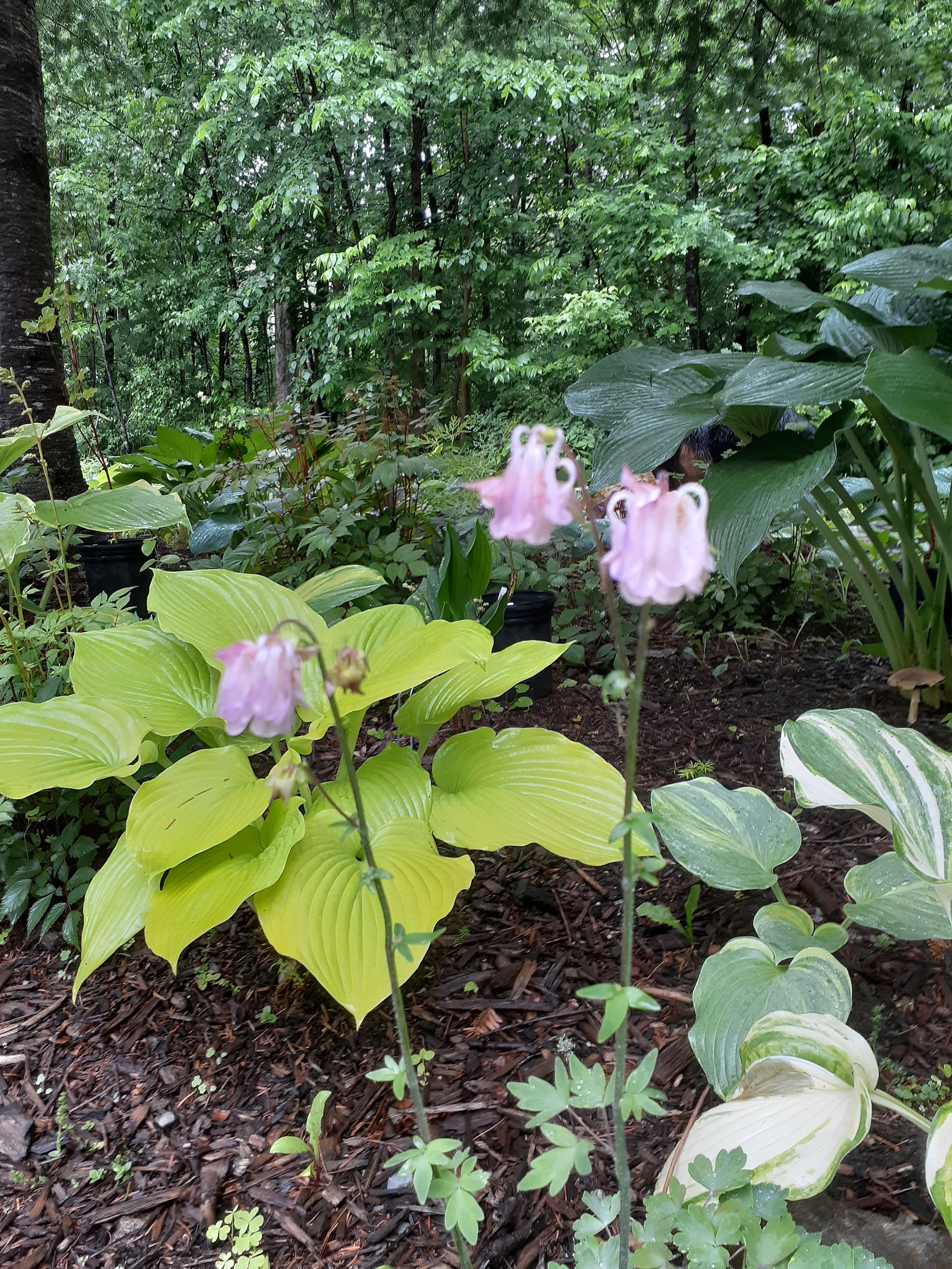 50 Hosta Seeds Mix - Etsy