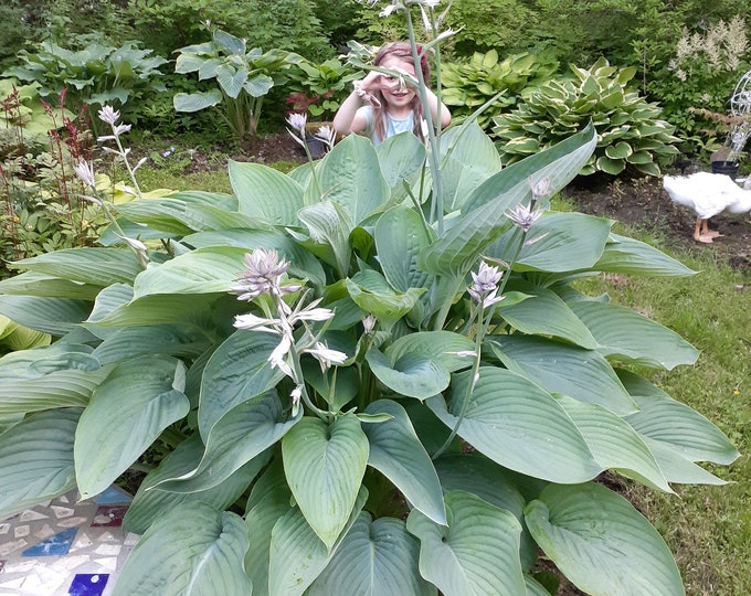 25 Hosta Seeds From Empress Wu Giant Sized Hosta - Etsy