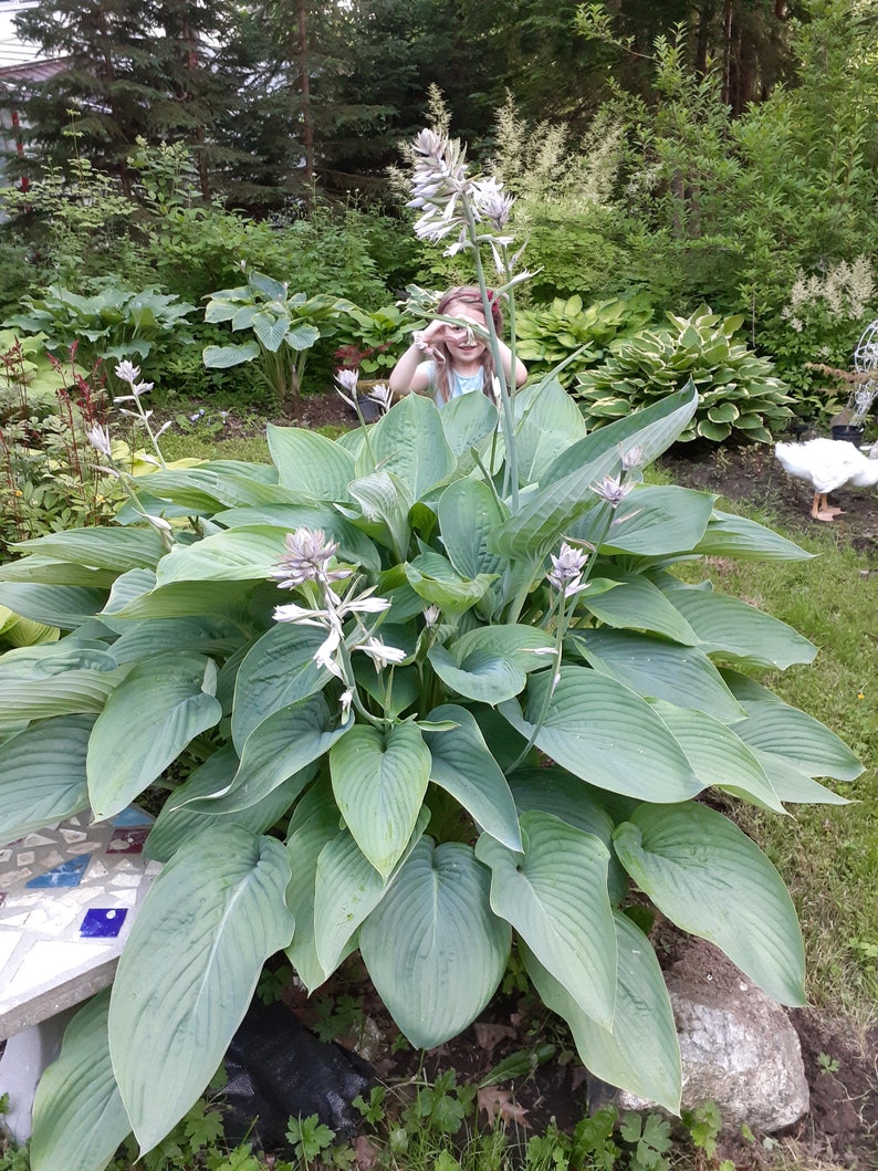 25 Hosta Seeds From Empress Wu Giant Sized Hosta - Etsy