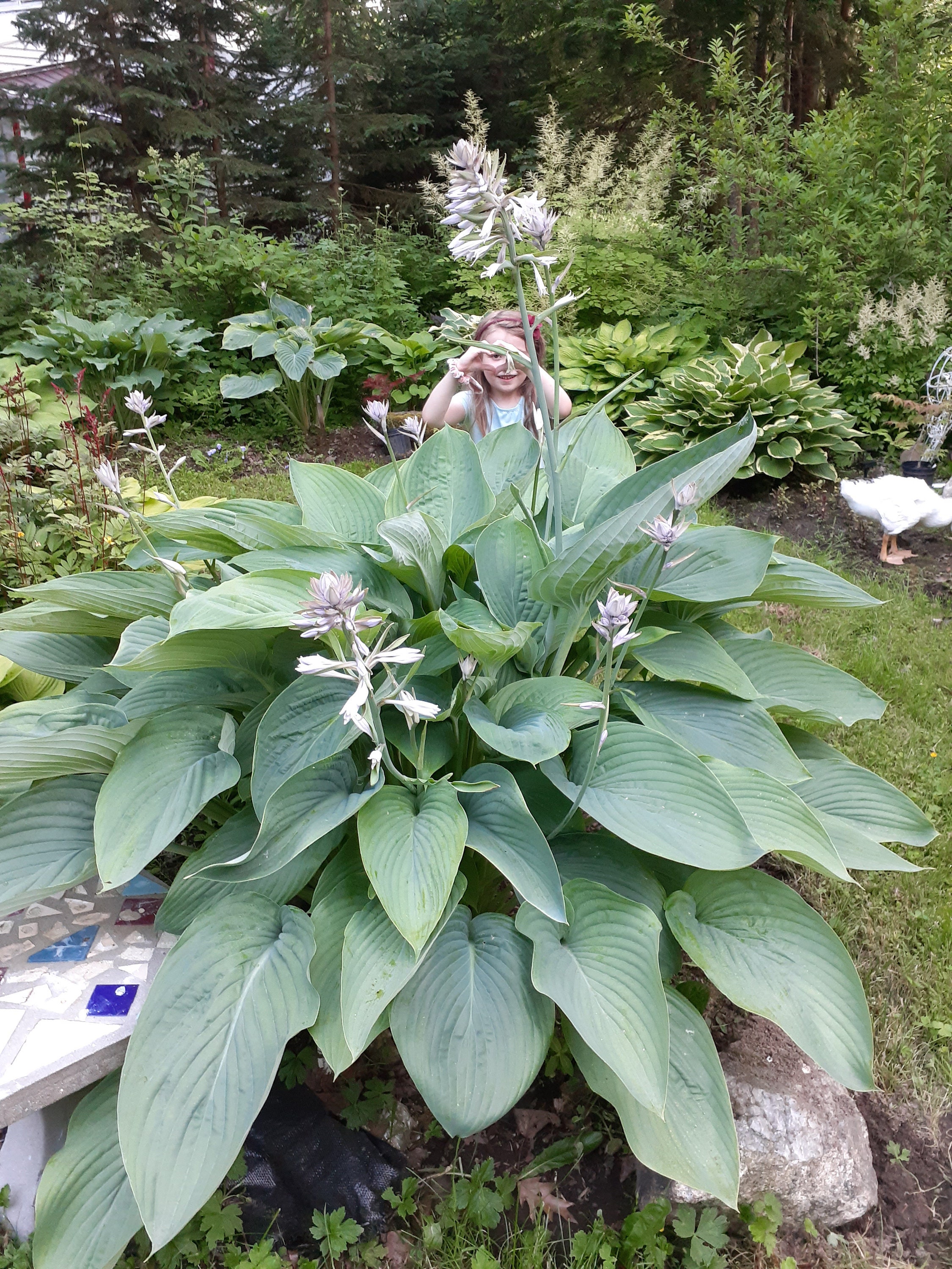 25 Hosta Seeds From Empress Wu Giant Sized Hosta - Etsy