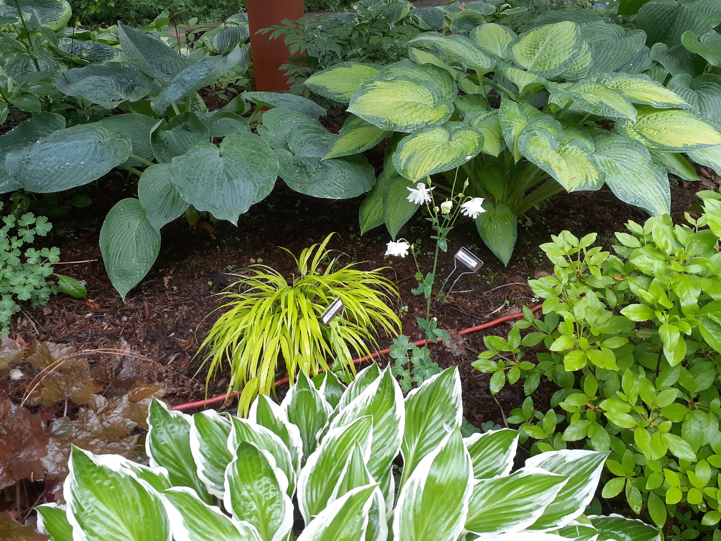50 Hosta Seeds Mix - Etsy