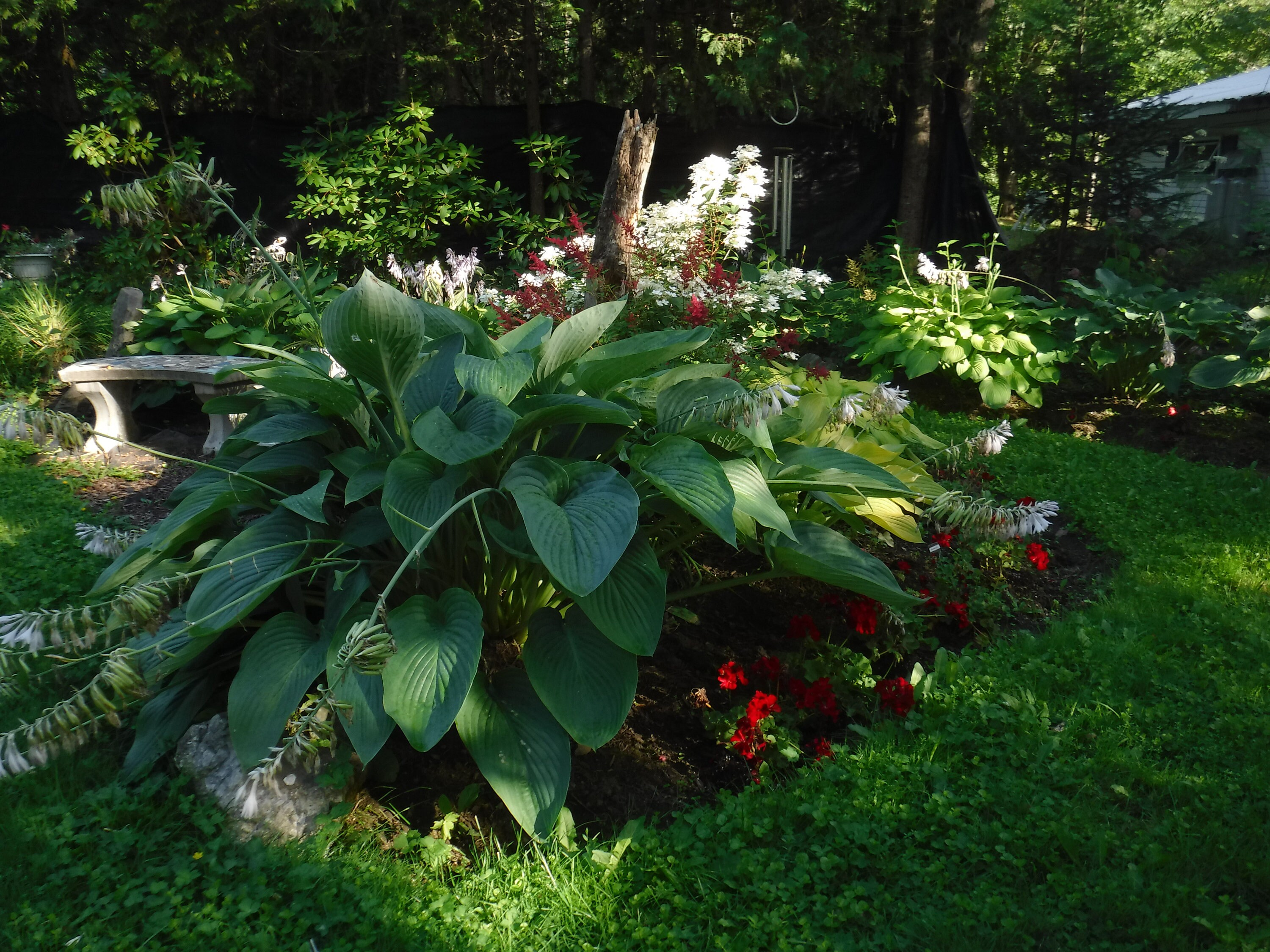 50 Hosta Seeds Mix - Etsy