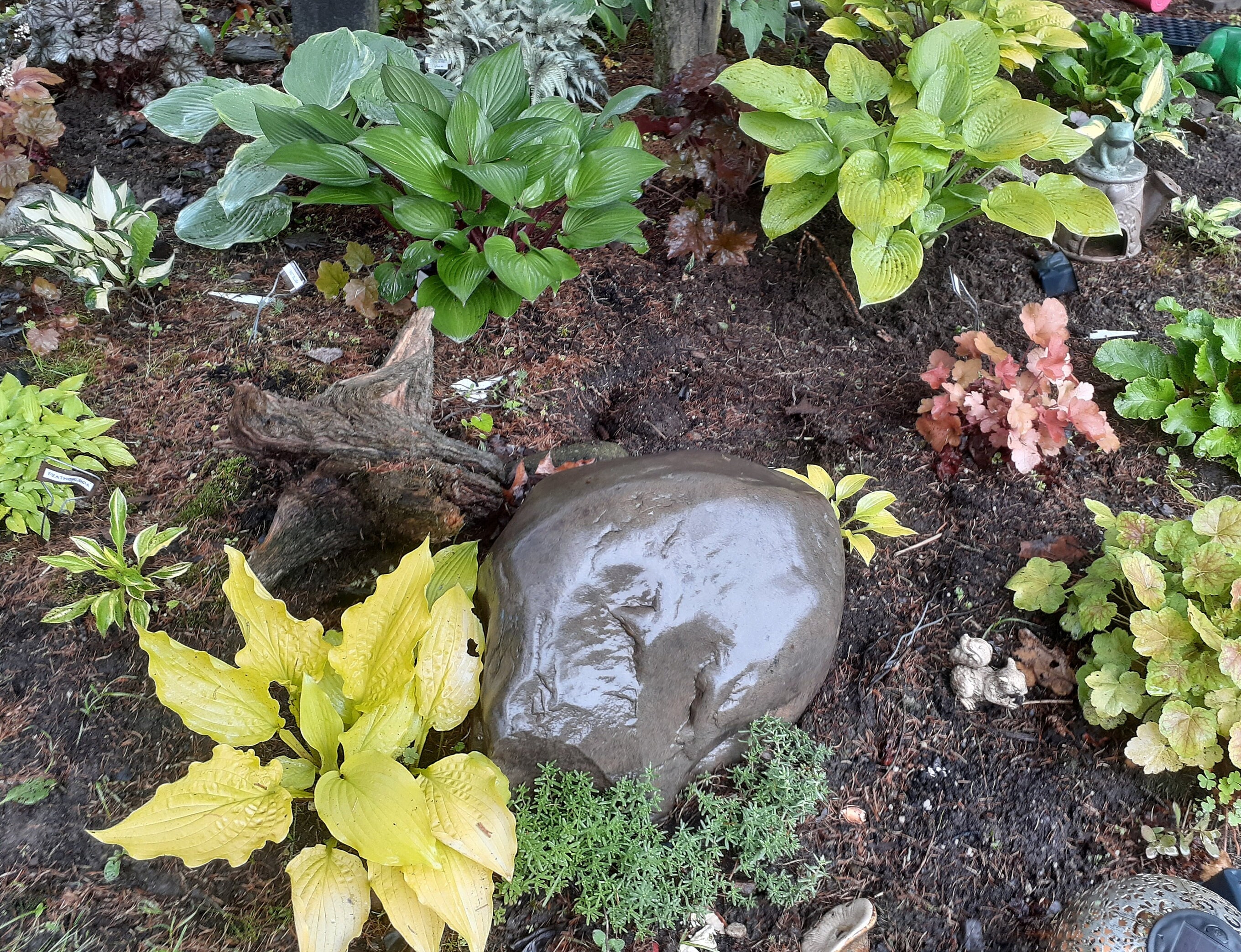 50 Hosta Seeds Mix - Etsy